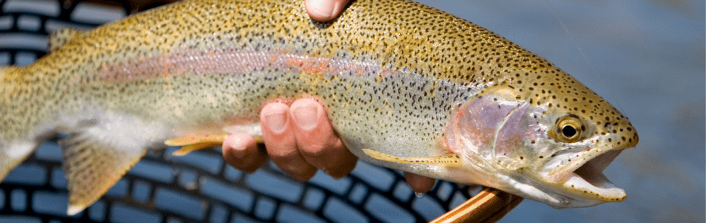 Collaborators | Johnny Morris Institute of Fisheries, Wetlands and ...